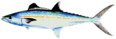 cero-mackerel | Fish Drake Bay