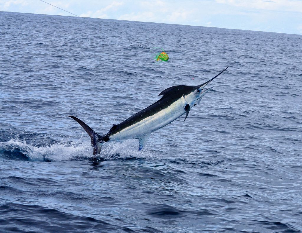 What We Catch | Fish Drake Bay
